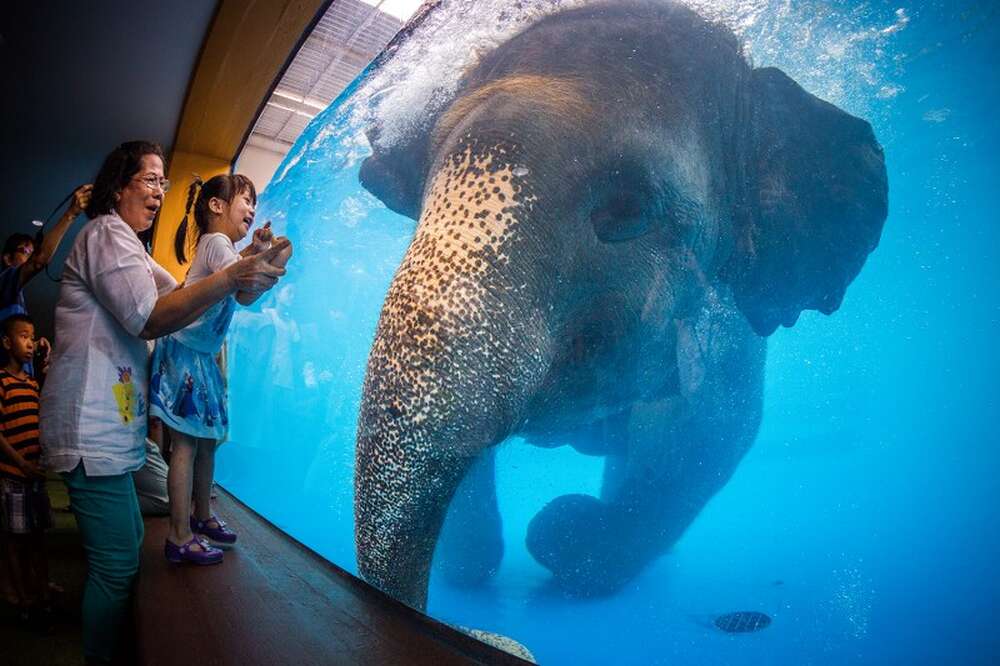 [방콕 출발/파타야 도착] 카오 키여우 오픈 주 단독투어 - 트리플 투어티켓