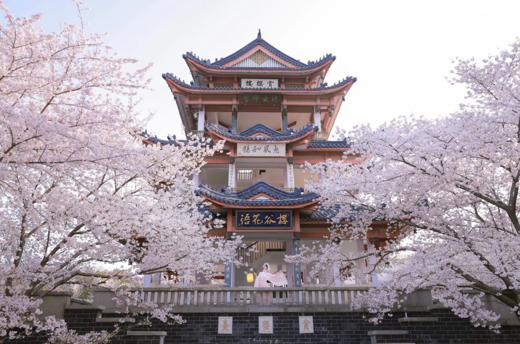 [초봄 벚꽃 한정] 장쑤 우시 3대 명소 일일 투어 (鼋头渚 벚꽃 감상 + 리딩 혜산고진 + 이천앵월 감상 + 난창 고가 관광 ...