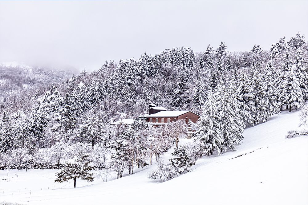 대관령 하늘 목장