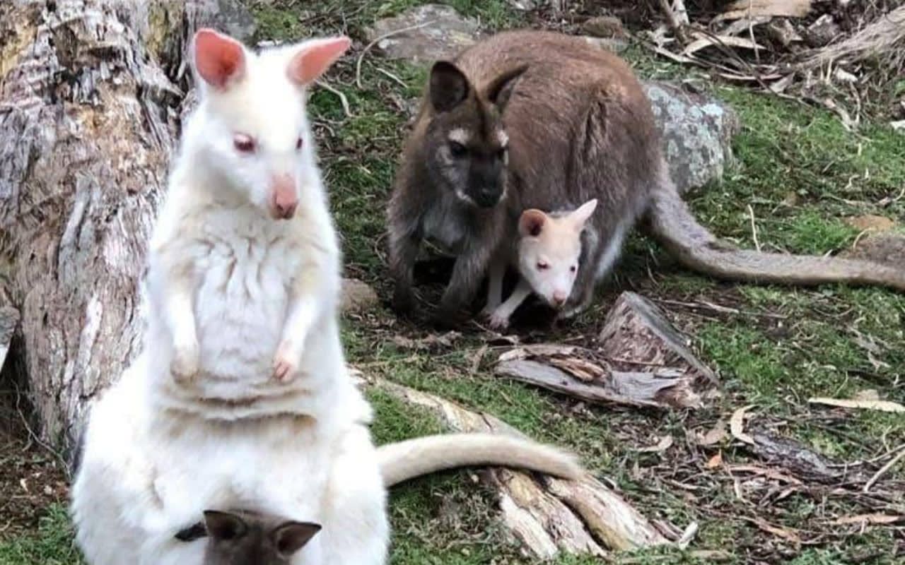Hobart Bruny Island Full-Day Coast & Wildlife Tour | NOL 인터파크투어